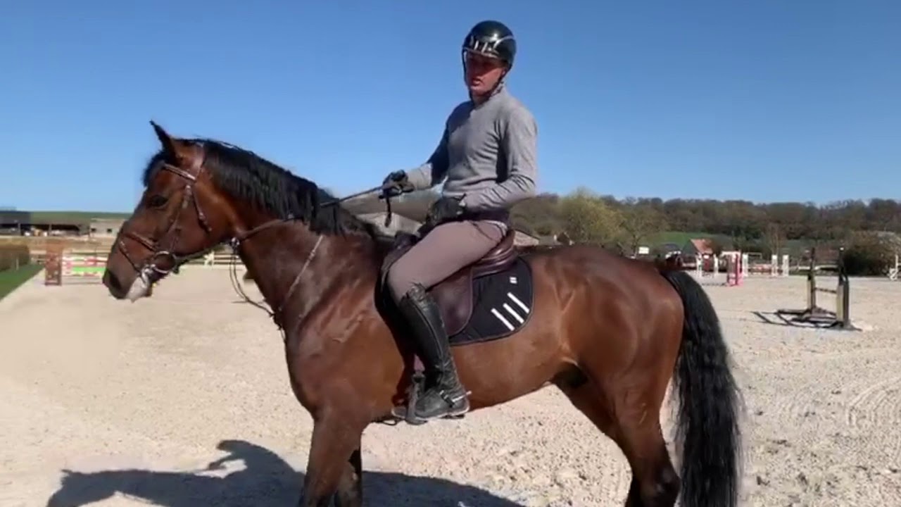 Exercices d’entraînement par nos ambassadeurs - GEM ÉQUITATION